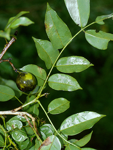 Andira inermis | Live Plant Photos | The Field Museum