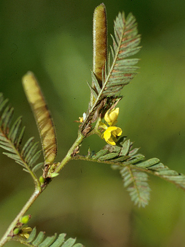 Chamaecrista | Fotos de Campo | The Field Museum