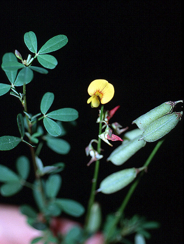 Crotalaria | Fotos de Campo | The Field Museum
