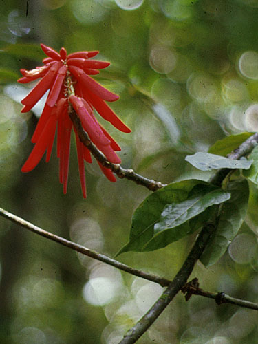 Erythrina costaricensis | Live Plant Photos | The Field Museum