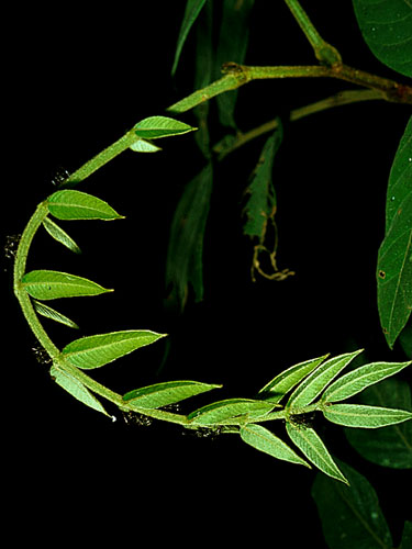 Inga cocleensis | Fotos de Campo | The Field Museum