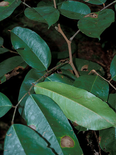 Machaerium macrophyllum | Fotos de Campo | The Field Museum
