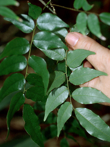 Machaerium seemannii | Fotos de Campo | The Field Museum