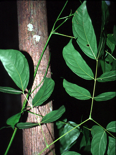 Piptadenia | Live Plant Photos | The Field Museum
