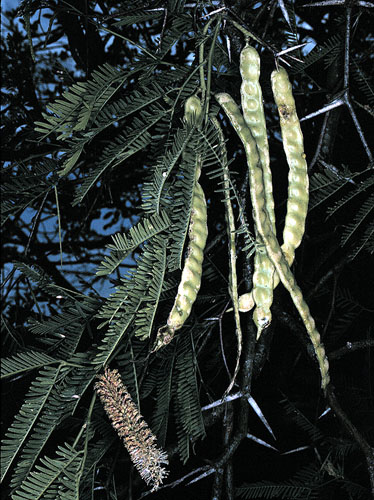 Prosopis alba | Fotos de Campo | The Field Museum