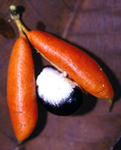 Swartzia simplex | Live Plant Photos | The Field Museum