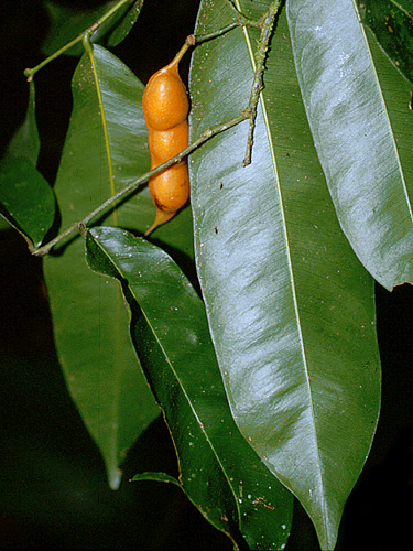 Swartzia simplex | Fotos de Campo | The Field Museum