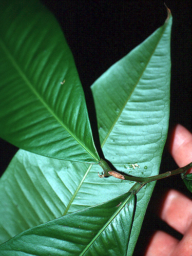 Swartzia simplex | Fotos de Campo | The Field Museum