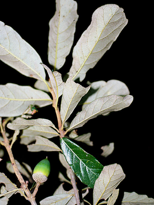 Quercus cubana | Live Plant Photos | The Field Museum