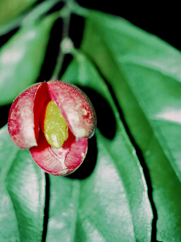 Laetia | Live Plant Photos | The Field Museum