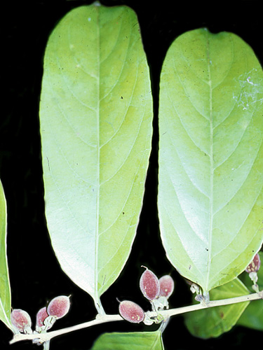 Laetia | Fotos de Campo | The Field Museum