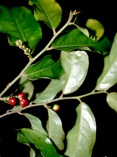Lozania klugii | Fotos de Campo | The Field Museum