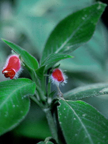 Pearcea | Fotos de Campo | The Field Museum
