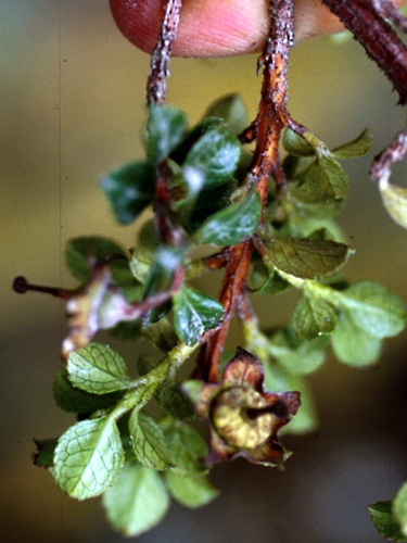 Escallonia | Live Plant Photos | The Field Museum