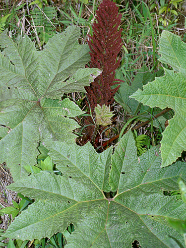 Gunnera | Fotos de Campo | The Field Museum