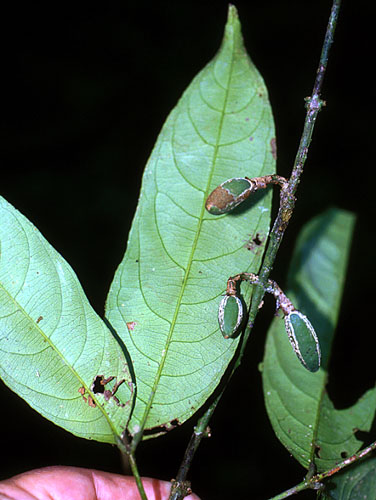 Cheiloclinium | Live Plant Photos | The Field Museum