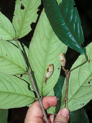Cheiloclinium cognatum | Live Plant Photos | The Field Museum