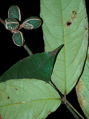 Cheiloclinium cognatum | Live Plant Photos | The Field Museum