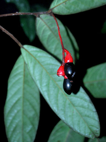 | Live Plant Photos | The Field Museum