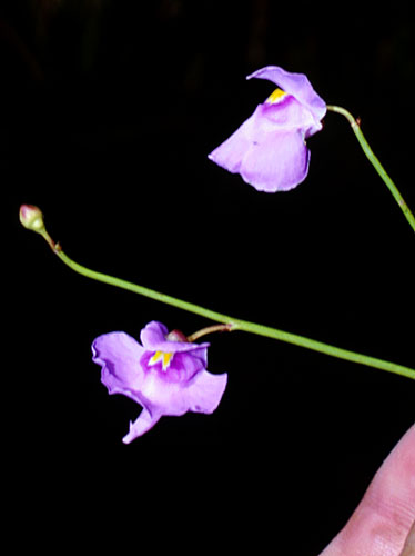 Utricularia | Fotos de Campo | The Field Museum