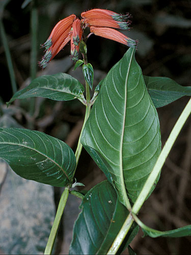 Cuphea setosa | Fotos de Campo | The Field Museum