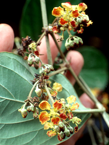 Stigmaphyllon | Live Plant Photos | The Field Museum
