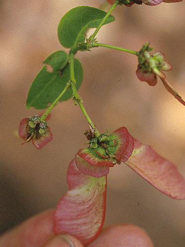 Stigmaphyllon | Live Plant Photos | The Field Museum