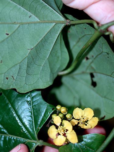 Stigmaphyllon | Live Plant Photos | The Field Museum