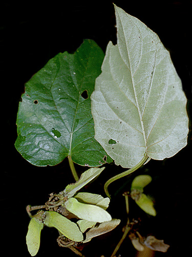 Stigmaphyllon | Live Plant Photos | The Field Museum