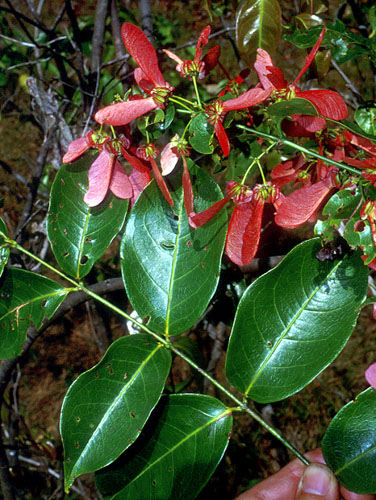Diplopterys pubipetala | Fotos de Campo | The Field Museum