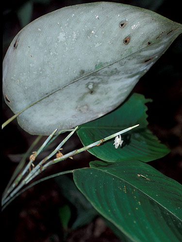 Ischnosiphon leucophaeus | Live Plant Photos | The Field Museum