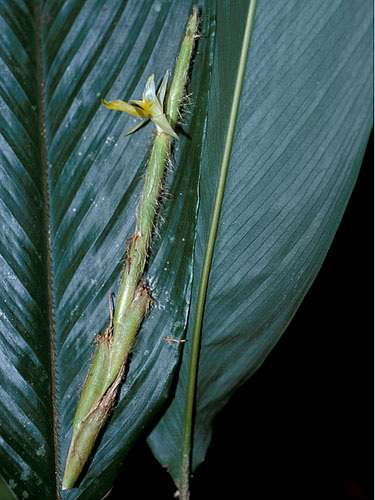 Ischnosiphon | Fotos de Campo | The Field Museum