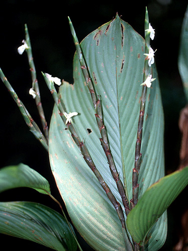 Ischnosiphon macarenae | Fotos de Campo | The Field Museum