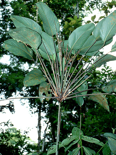 Ischnosiphon | Fotos de Campo | The Field Museum