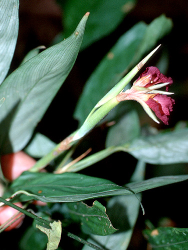 Ischnosiphon | Fotos de Campo | The Field Museum