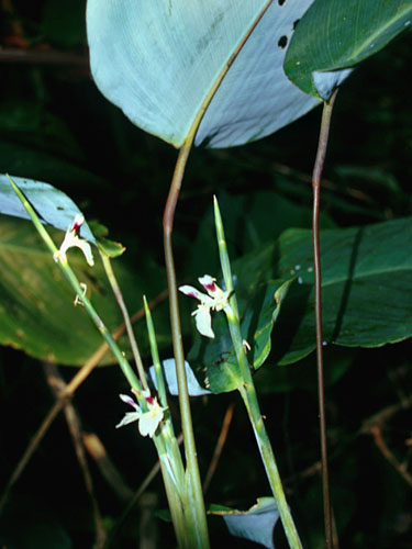 Ischnosiphon | Fotos de Campo | The Field Museum