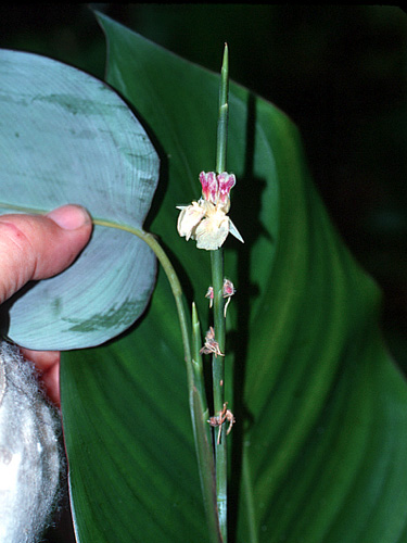 Ischnosiphon | Fotos de Campo | The Field Museum
