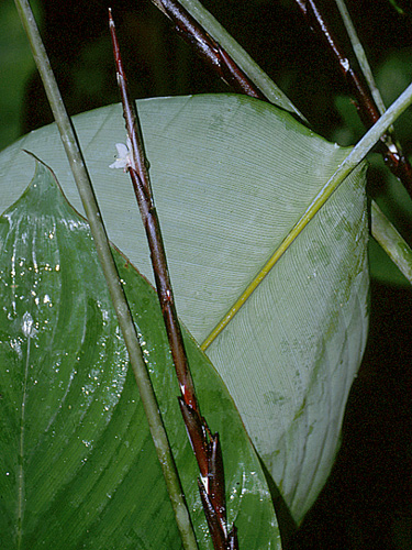 Ischnosiphon | Live Plant Photos | The Field Museum