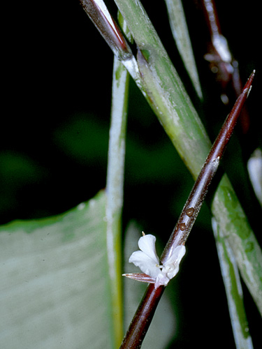 Ischnosiphon | Fotos de Campo | The Field Museum