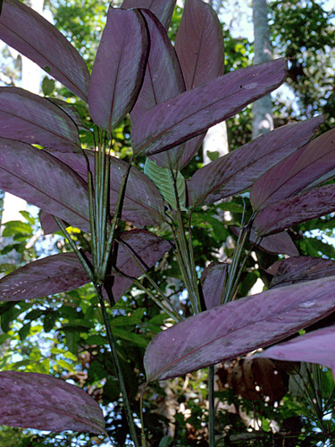 Ischnosiphon | Fotos de Campo | The Field Museum