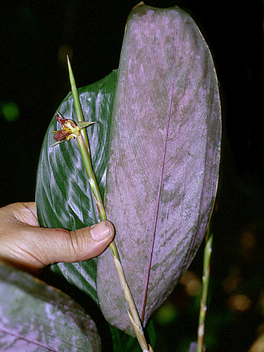 Ischnosiphon | Live Plant Photos | The Field Museum