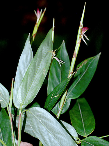 Ischnosiphon | Live Plant Photos | The Field Museum