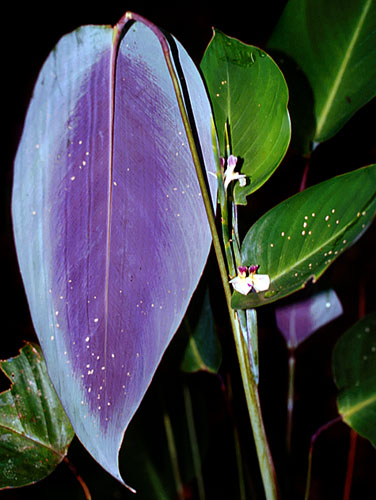 Ischnosiphon | Live Plant Photos | The Field Museum