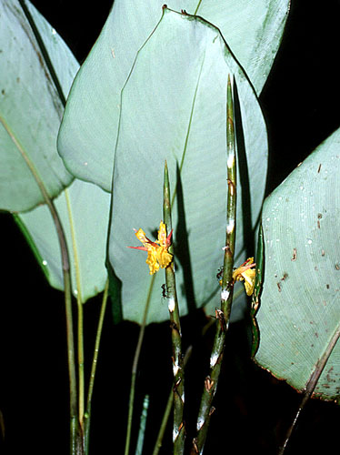 Ischnosiphon obliquus | Live Plant Photos | The Field Museum