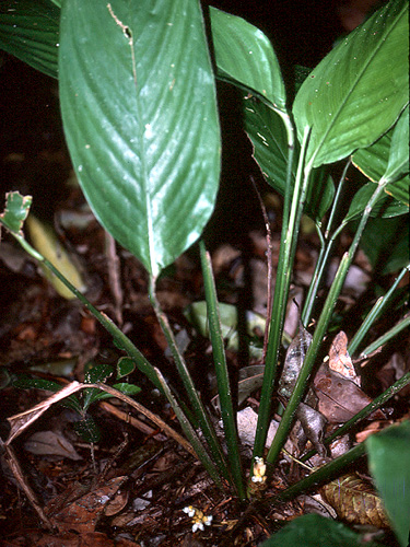 Saranthe | Fotos de Campo | The Field Museum