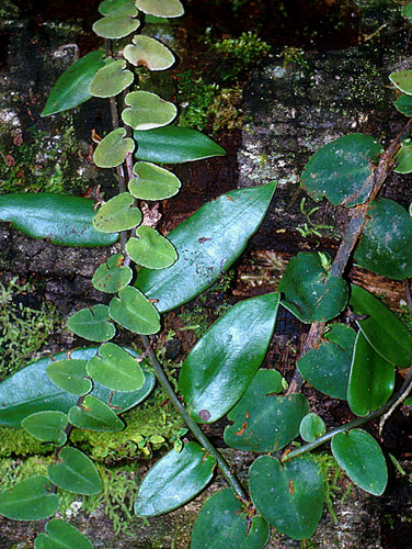 Marcgravia | Fotos de Campo | The Field Museum