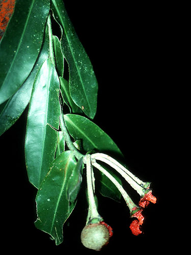 Marcgravia | Live Plant Photos | The Field Museum