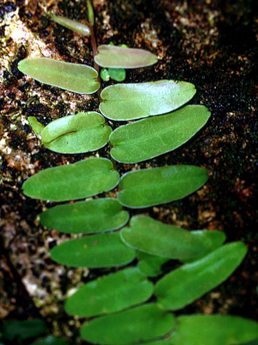 Marcgravia | Fotos de Campo | The Field Museum