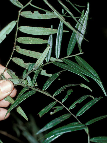 Marcgravia | Live Plant Photos | The Field Museum