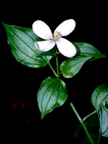 Arthrostemma | Live Plant Photos | The Field Museum